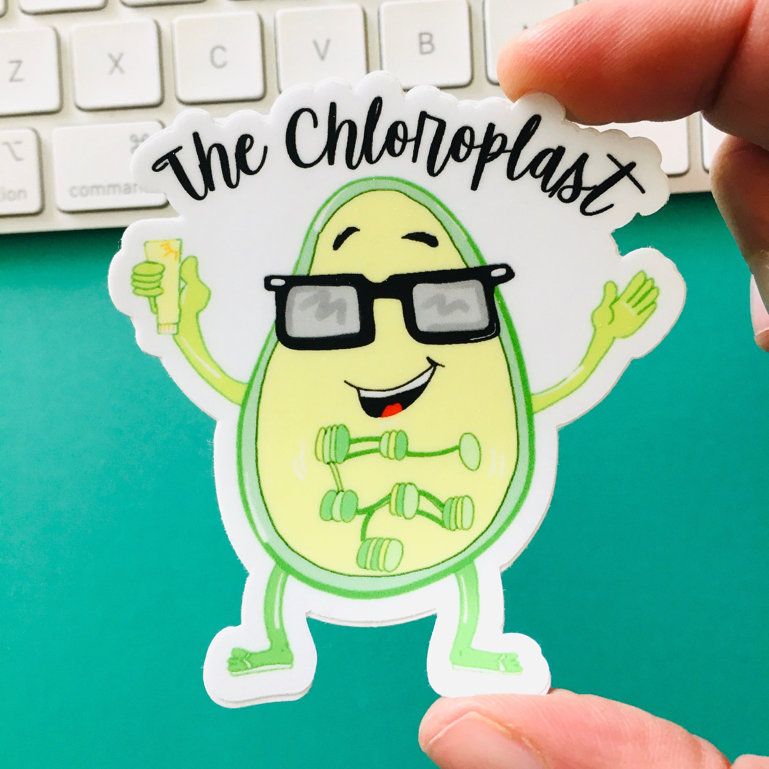 Chloroplasts Drawing