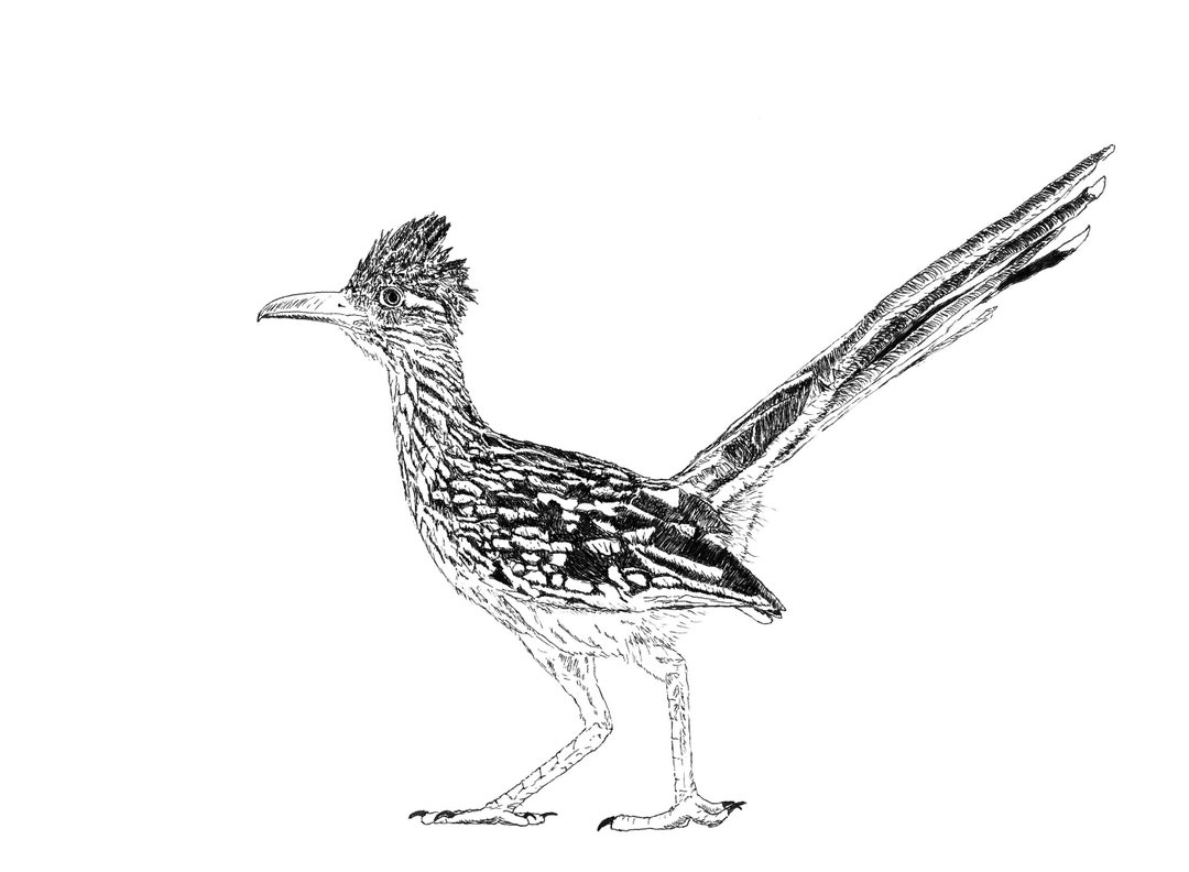 Roadrunner Ink Print - Etsy