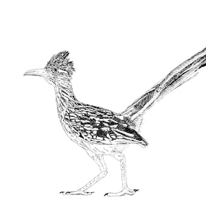 Roadrunner Ink Print - Etsy