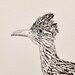 Roadrunner Ink Print - Etsy