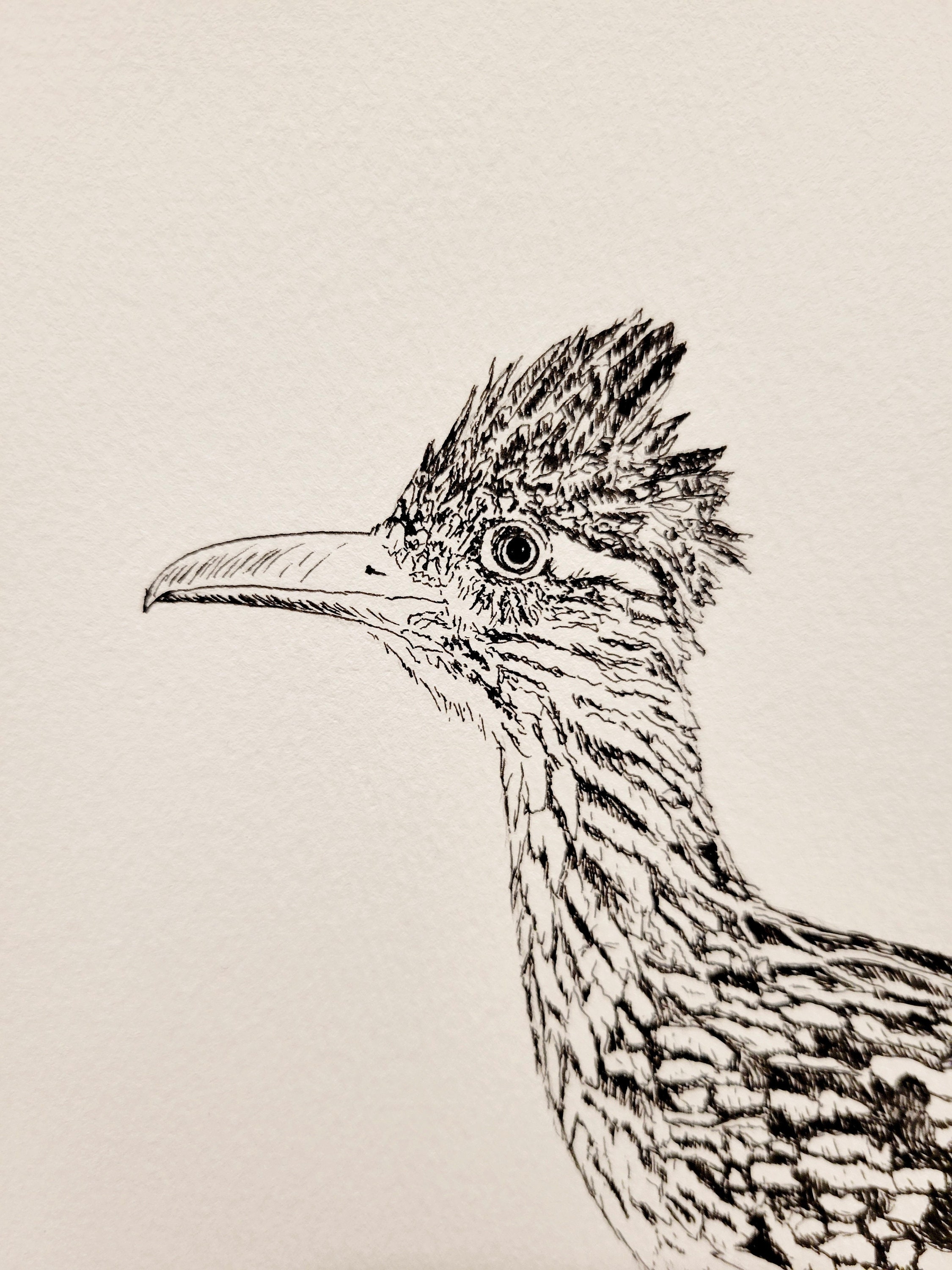 Roadrunner Ink Print - Etsy