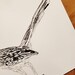 Roadrunner Ink Print - Etsy