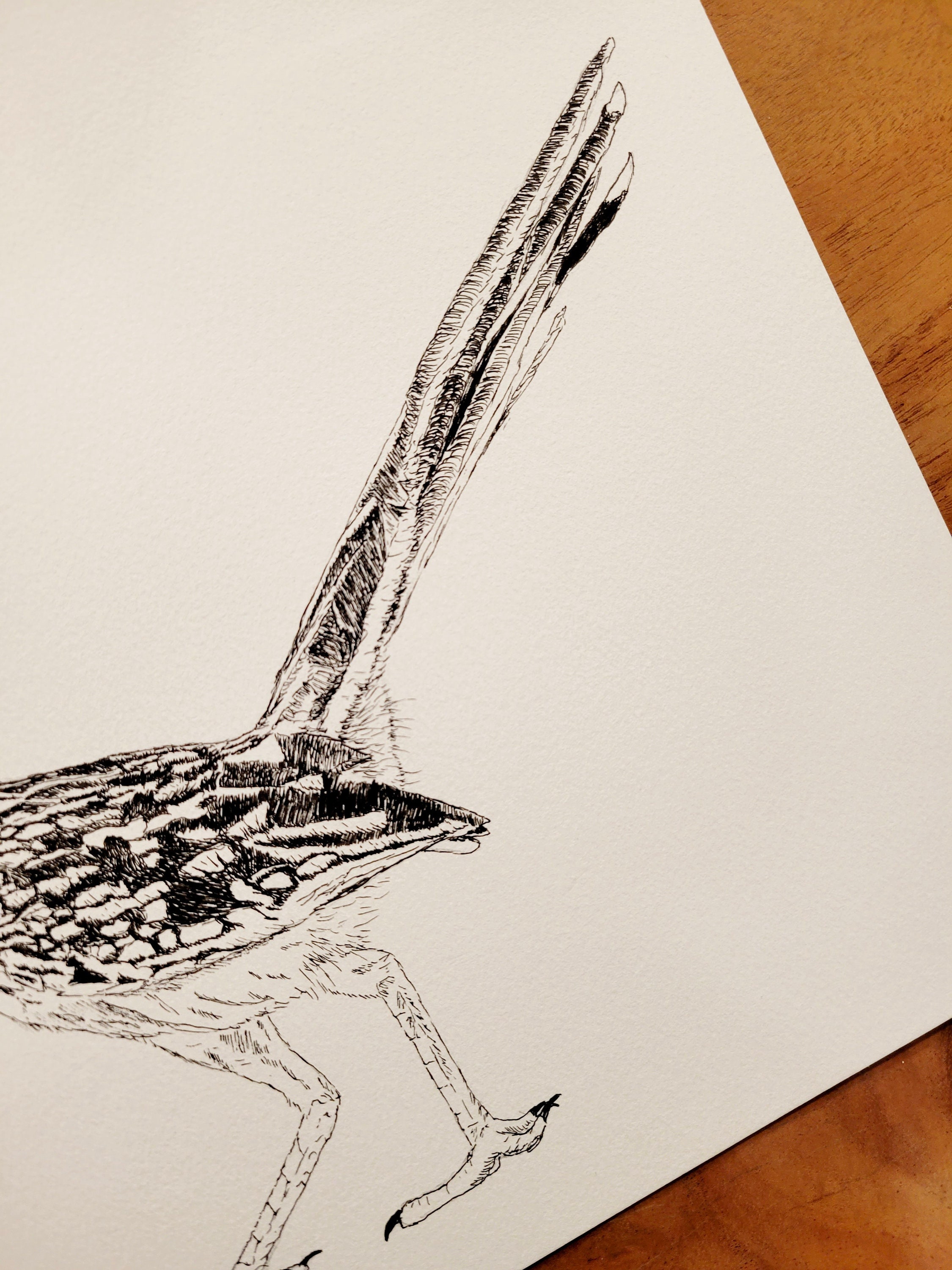 Roadrunner Ink Print - Etsy
