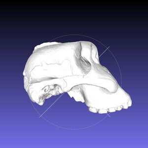 Australopithecus Boisei OH 5 zinjanthropus Ancient Hominid Skull ...