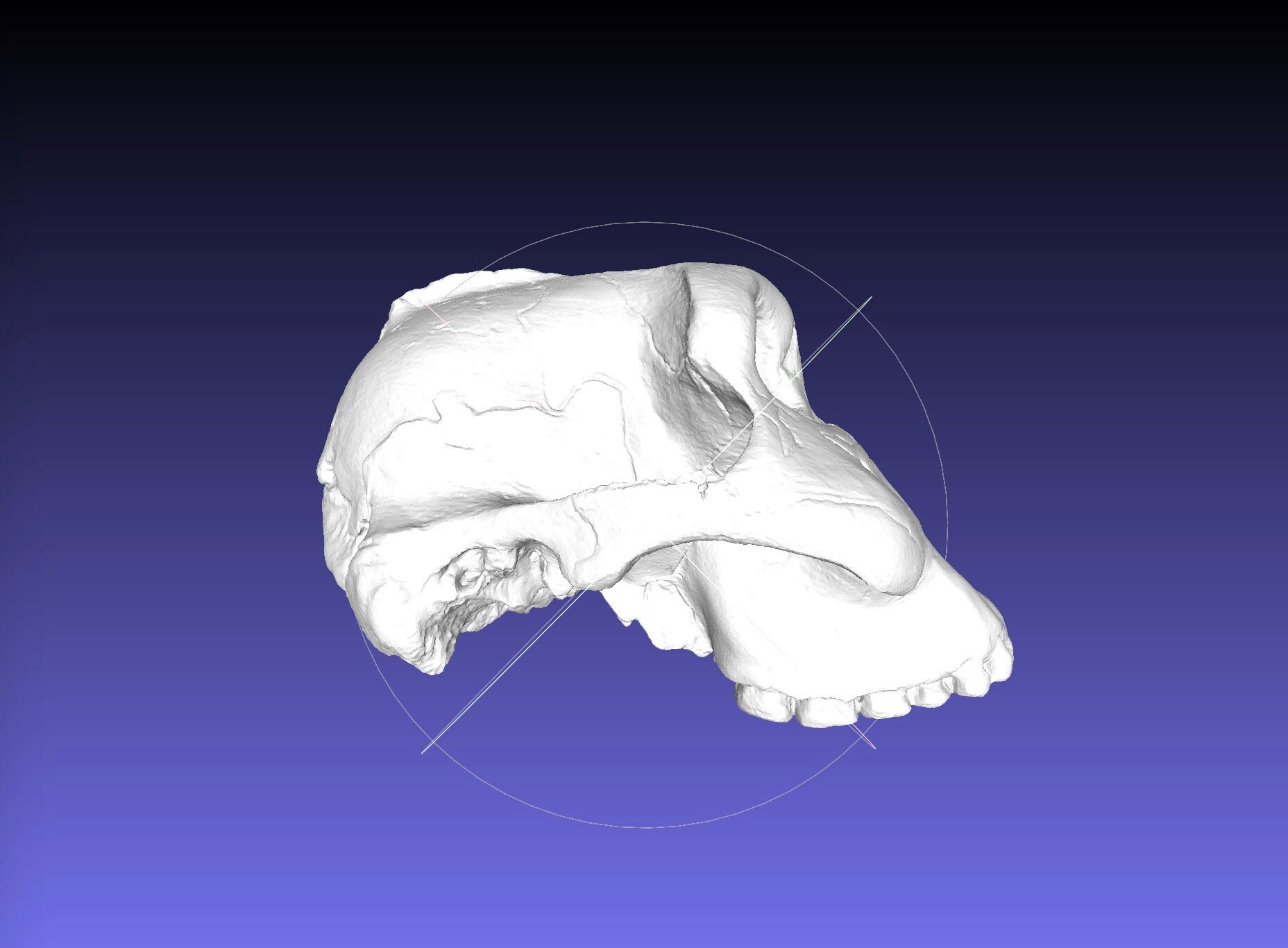 Australopithecus Boisei OH 5 zinjanthropus Ancient Hominid Skull ...