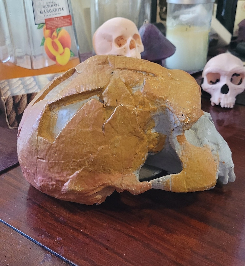 Homo Erectus, Sangiran 17, Ancient Hominid Skull Museum Quality High ...