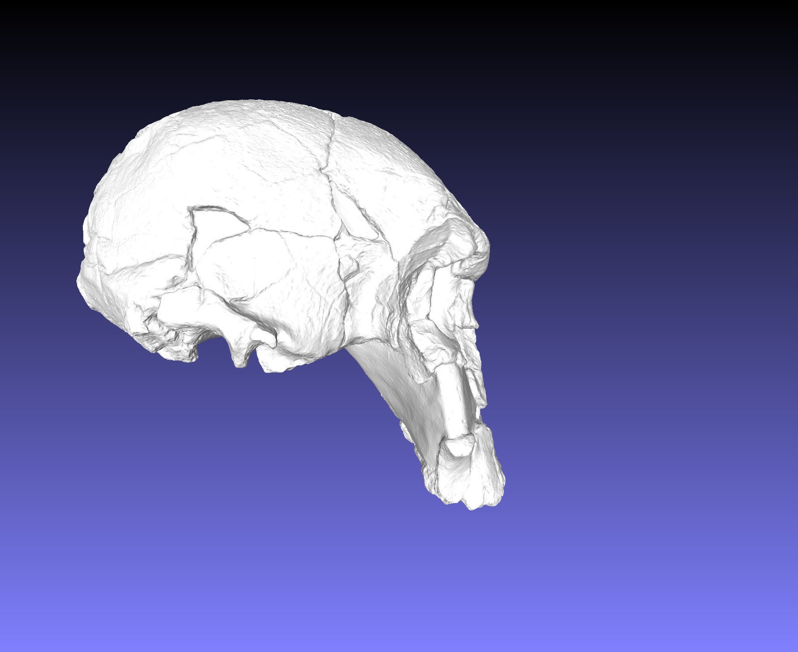 Homo Rudolfensis, Ancient Hominid Skull Museum Quality High Resolution ...