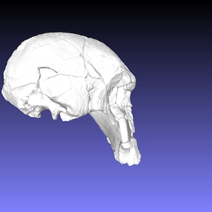 Homo Rudolfensis, Ancient Hominid Skull Museum Quality High Resolution ...