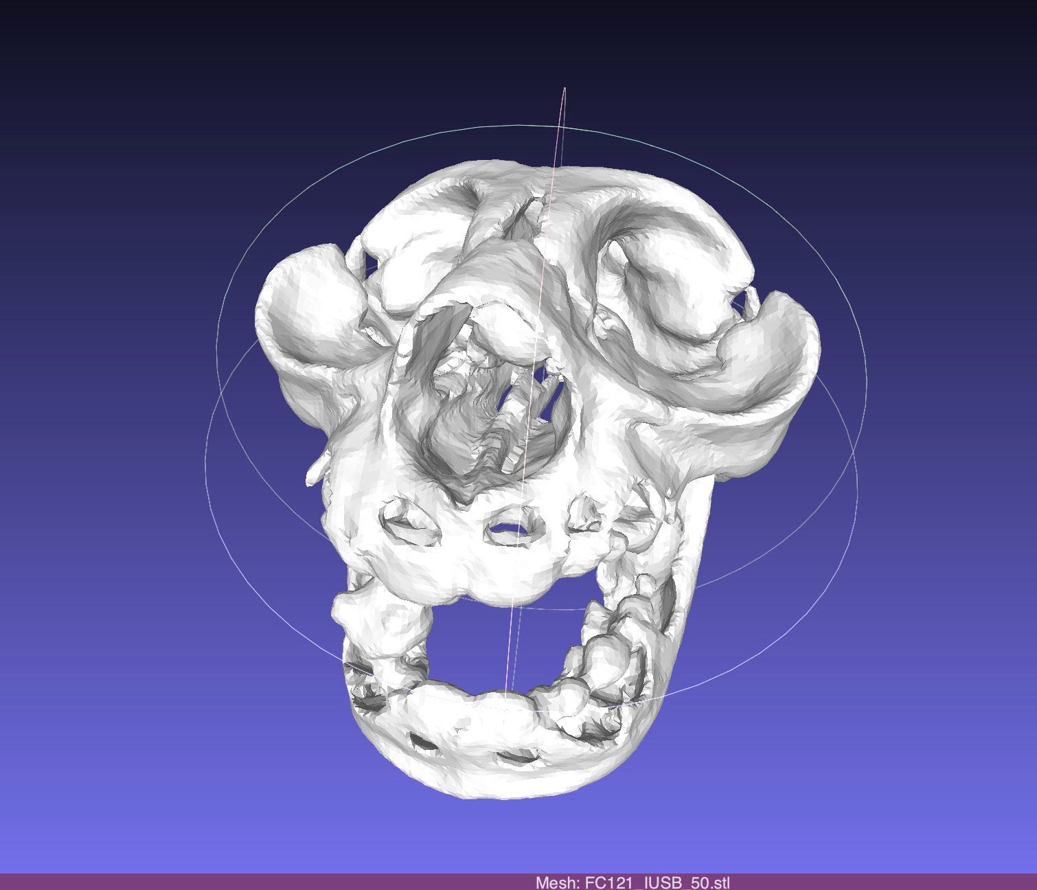 Anacephalic Rare High Resolution 3D Scan Human Fetus SKULL 36 - Etsy