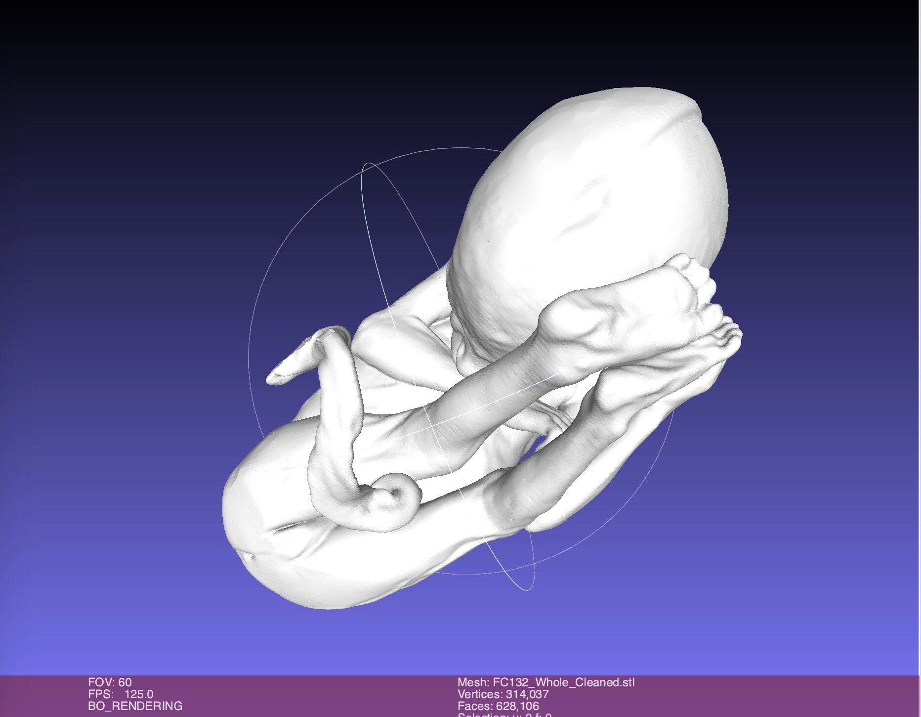 NEW Rare High Resolution 3D Scan Human Fetus 16 Weeks Old 100 Yr Old ...