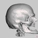 Unusual Male Skull, Edentulous (toothless), Quality High Resolution STL ...