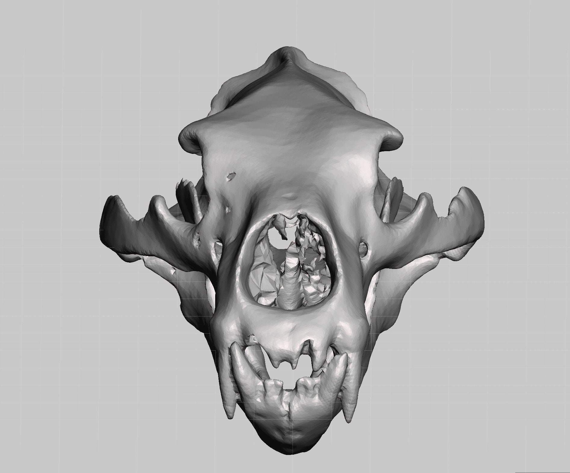 Real Polar Bear Skull, High Resolution STL Scan Animal Reproduction - Etsy