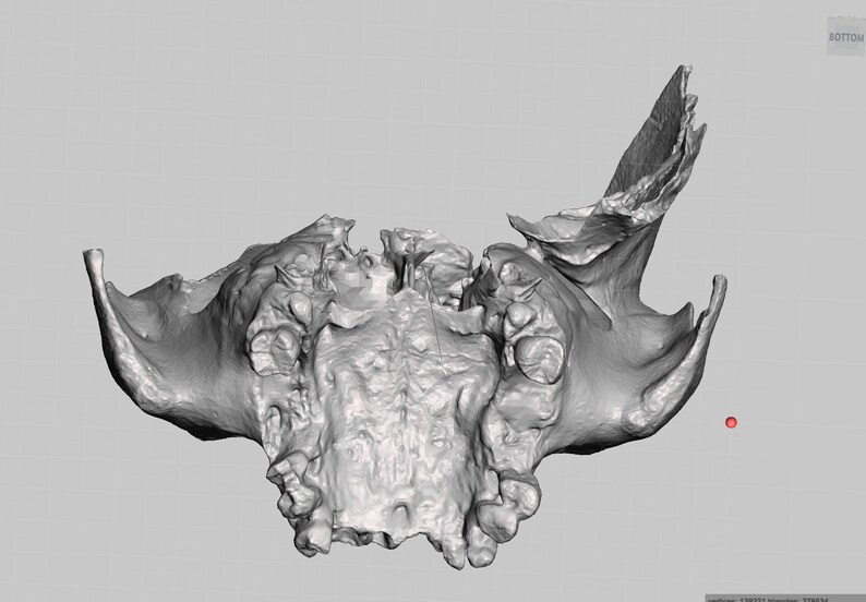 African Skull STL, Cut in HALF. Teaching Tool Used in Forensic ...
