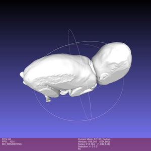 NEW!~ Rare High Resolution 3D Scan Human Fetus 16 Weeks Old 100 Yr Old ...