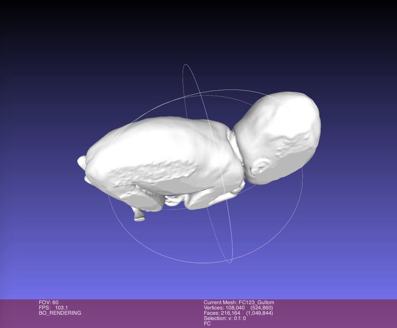 NEW Rare High Resolution 3D Scan Human Fetus 16 Weeks Old 100 Yr Old ...
