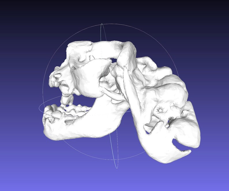 Anacephalic Rare High Resolution 3D Scan Human Fetus SKULL 36 - Etsy