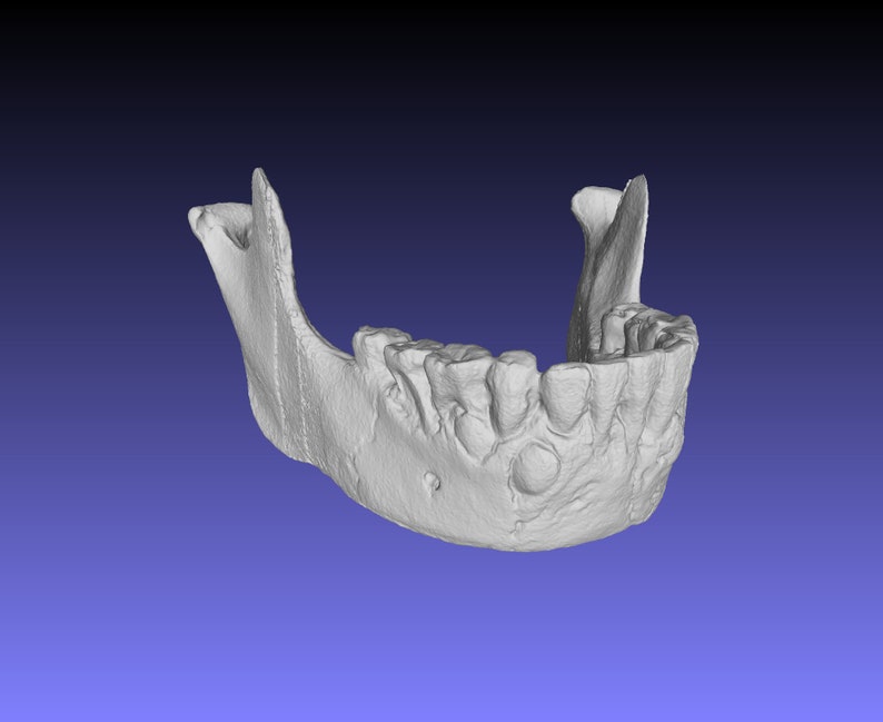 Homo Neanderthalensis, (teshik-tash), CHILD Skull Museum Quality High ...