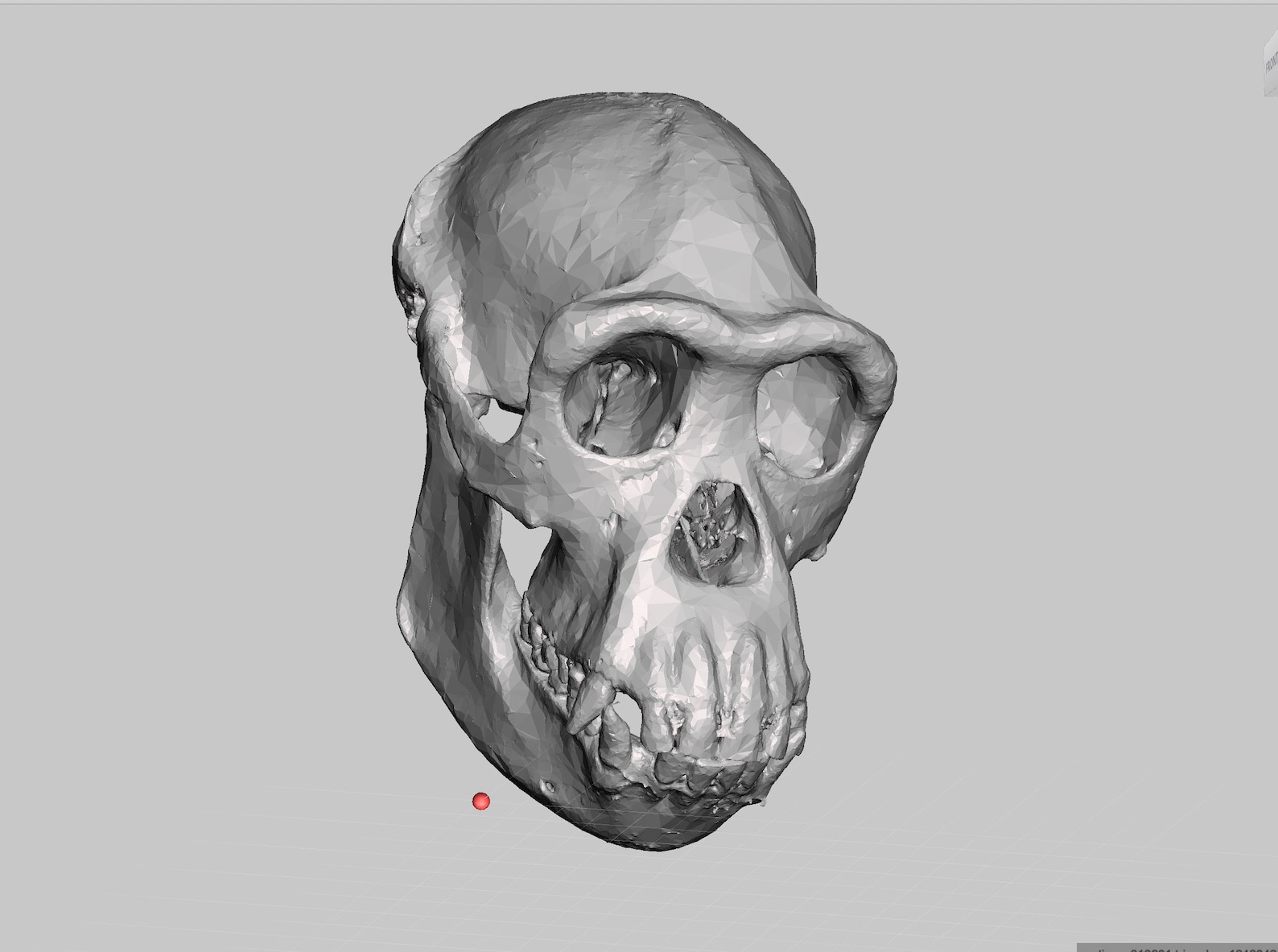 West African Chimpanzee (pan Troglodytes Verus) Skull High Resolution ...