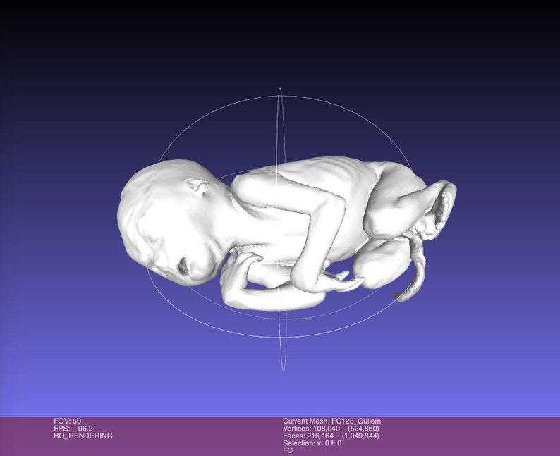 NEW!~ Rare High Resolution 3D Scan Human Fetus 16 Weeks Old 100 Yr Old ...