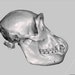 Homo Habilis, handy Man Ancient Hominid Skull Museum Quality High ...