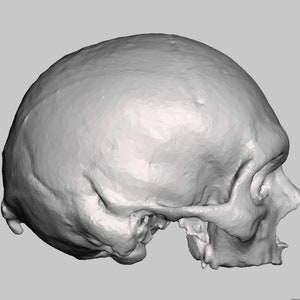 African American Male Skull and Jaw, LARGE Inion Hook (modern Human CT ...
