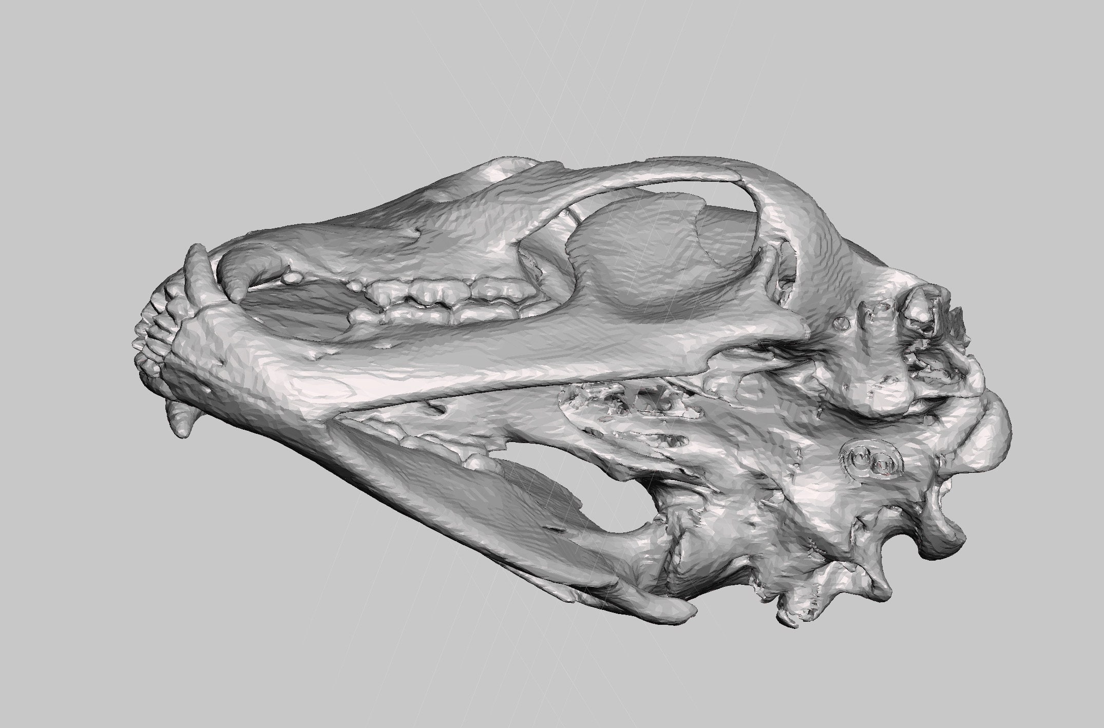 Real Black Bear Skull, High Resolution STL Scan Animal Reproduction - Etsy