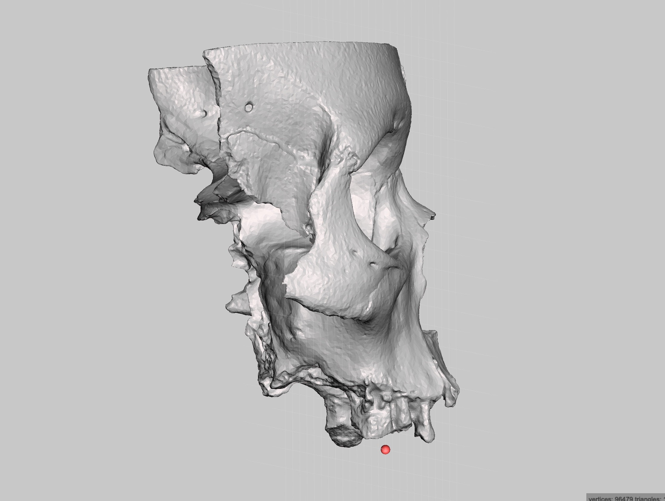 Asian Skull STL, Cut in HALF. Teaching Tool Used in Forensic ...