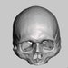 African American Male Skull and Jaw, LARGE Inion Hook (modern Human CT ...