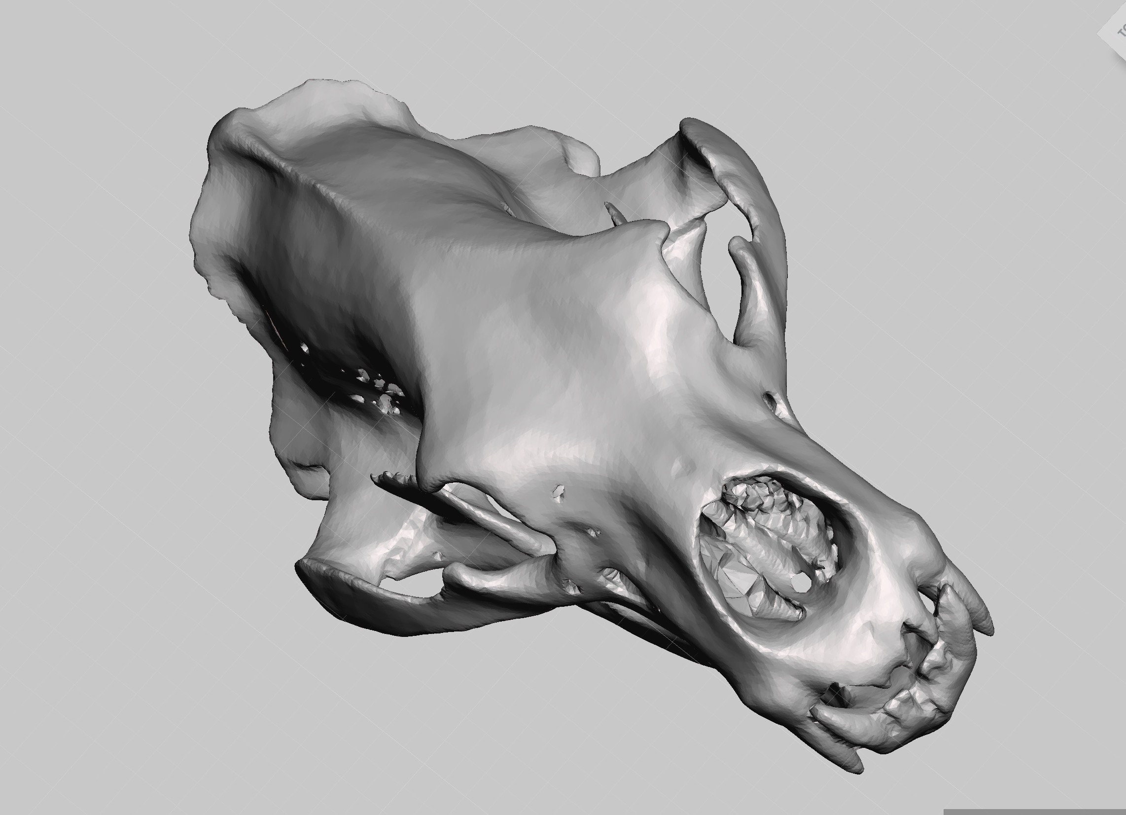 Real Polar Bear Skull, High Resolution STL Scan Animal Reproduction - Etsy