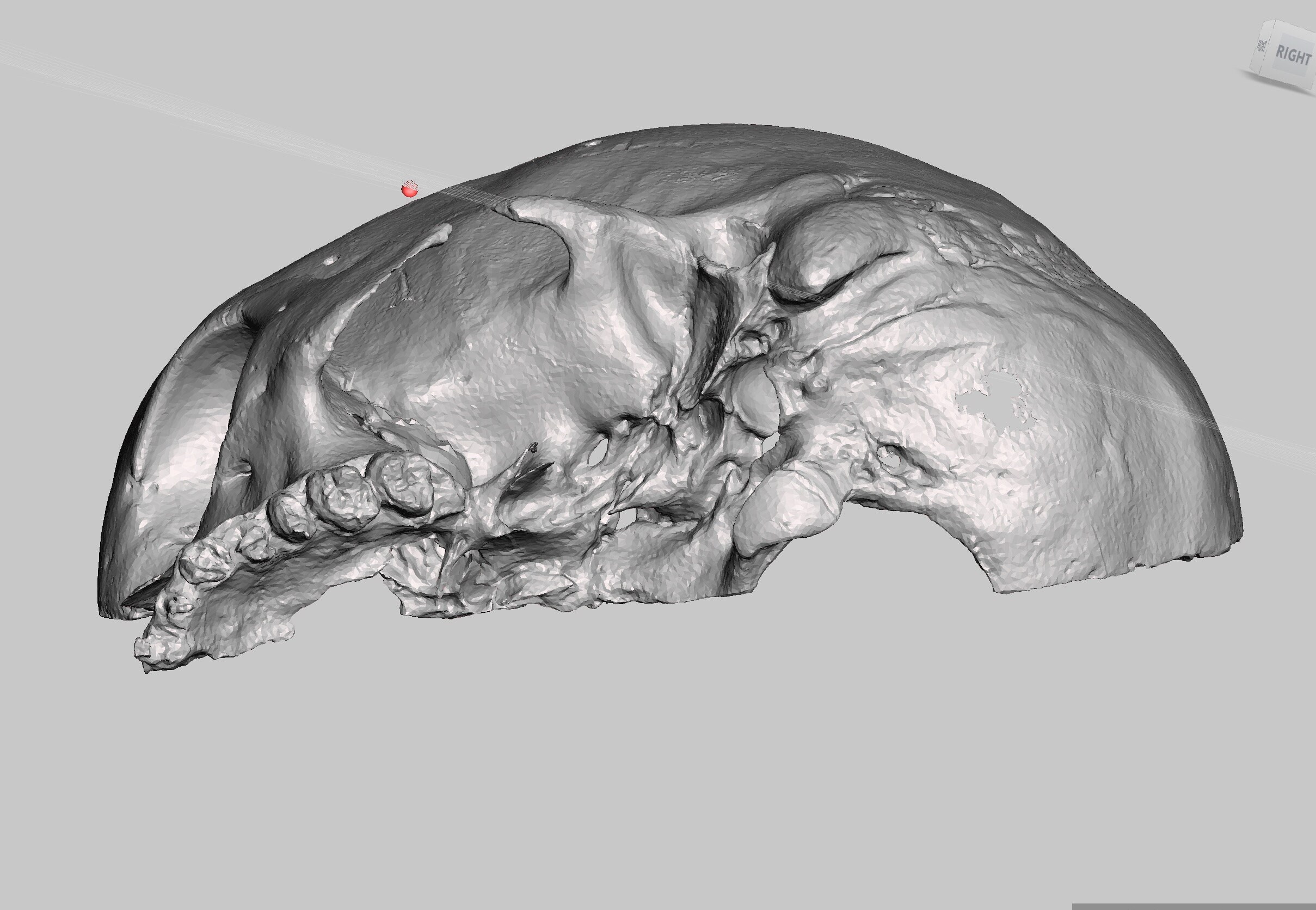 Human Skull STL, Cut in HALF. Teaching Tool Used in Forensic ...