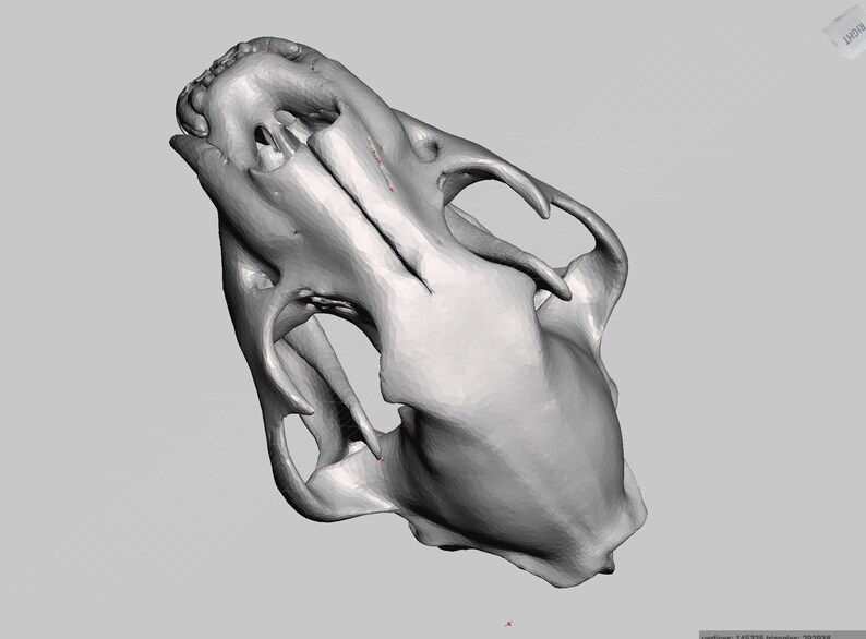 Real Juvenile African Lion Skull (panthera Leo), High Resolution STL ...