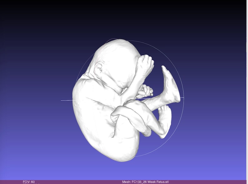 Rare High Resolution 3D Scan Human Fetus 26 Weeks Old, #1 - Etsy