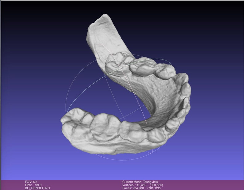 Australopithecus Africanus, TAUNG CHILD, Ancient Hominid Skull Museum ...