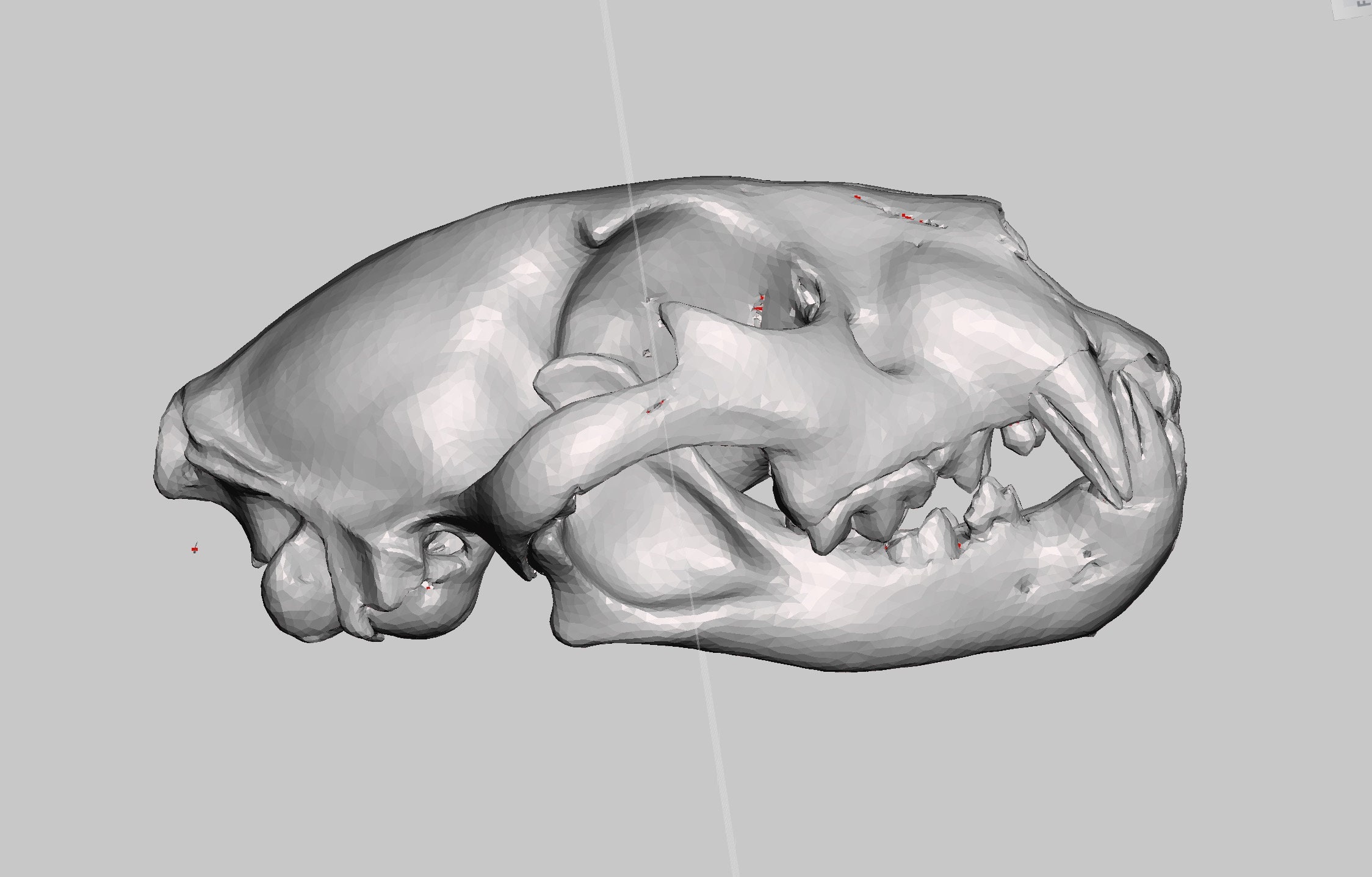 Real Juvenile African Lion Skull (panthera Leo), High Resolution STL ...