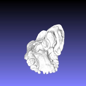 Australopithecus Africanus, TAUNG CHILD, Ancient Hominid Skull Museum ...