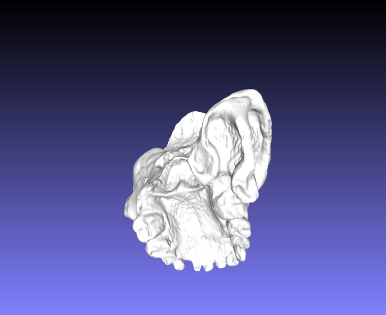 Australopithecus Africanus, TAUNG CHILD, Ancient Hominid Skull Museum ...