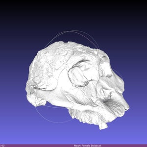 Australopithecus Boisei Skull, Female, KNM ER 732, Ancient Hominid ...