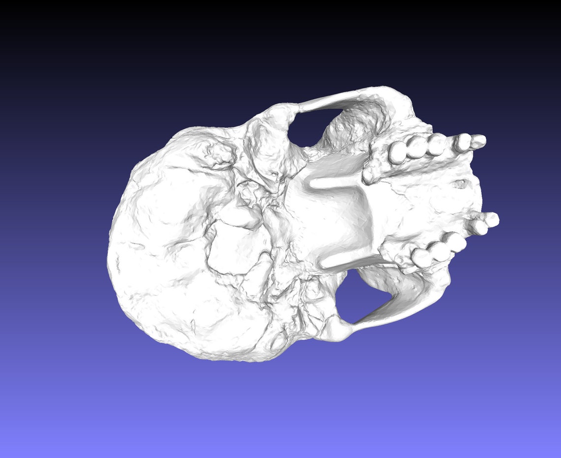 Homo Erectus, Sangiran 17, Ancient Hominid Skull Museum Quality High ...