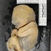 NEW!~ Rare High Resolution 3D Scan Human Fetus 14 Weeks Old 100 Yr Old ...