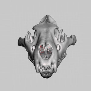 Red Fox Skull (vulpes Vulpes), High Resolution STL Scan Animal ...
