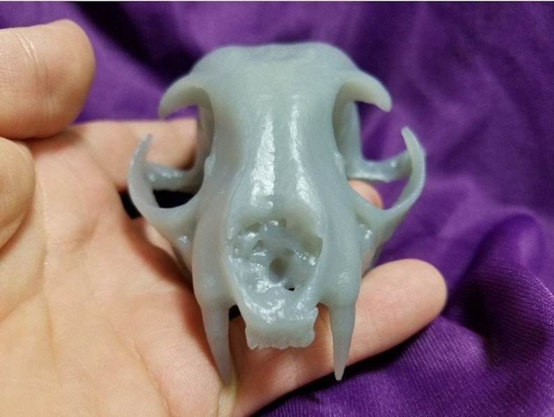 Real Bobcat Skull and Jaw, High Resolution STL Scan Animal Reproduction ...