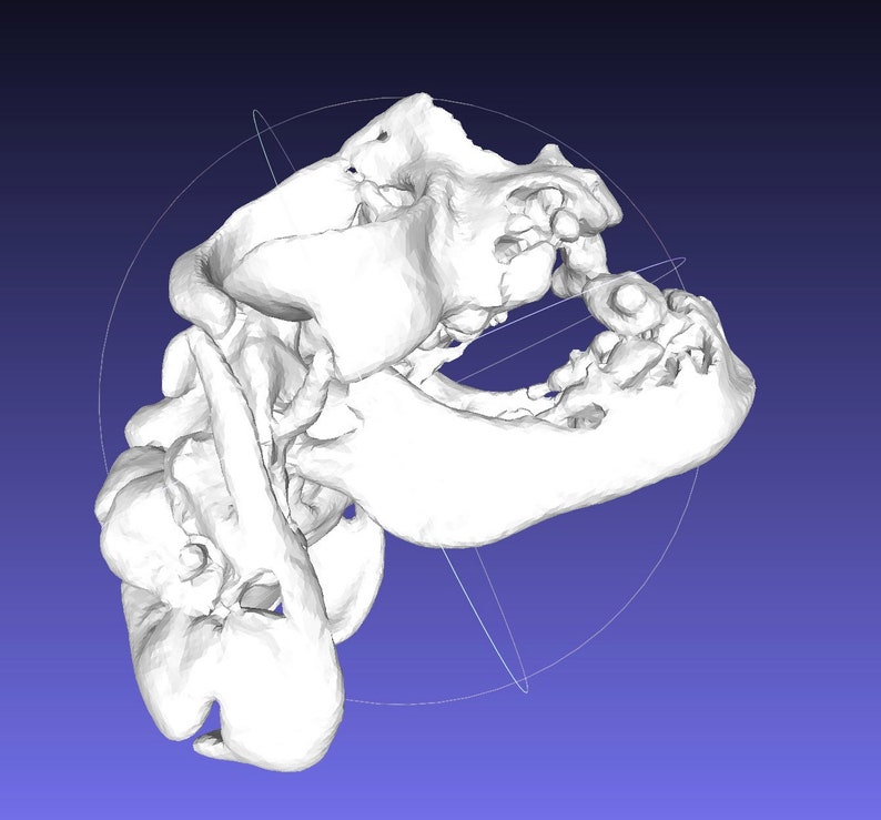 Anacephalic Rare High Resolution 3D Scan Human Fetus SKULL 36 Weeks Old ...