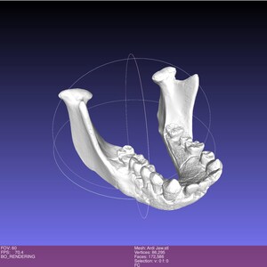 Ardipithecus Ramidus, "ardi", Ancient Hominid Skull and Jaw Museum ...
