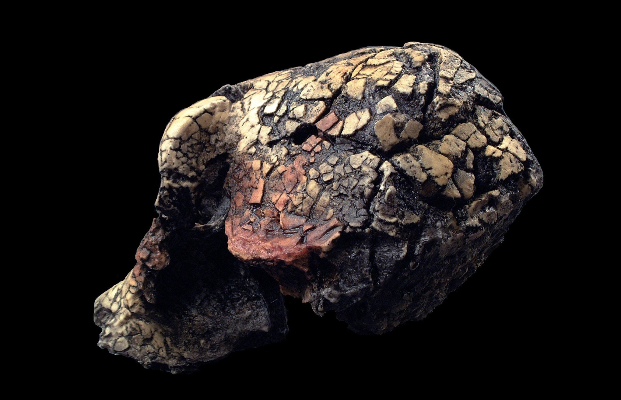 Kenyanthropus Platyops Cranium KNM-WT-40000, Ancient Hominid Quality ...