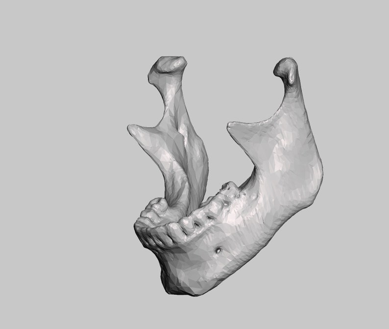 European Female Skull and Jaw Full Teeth modern Human CT - Etsy