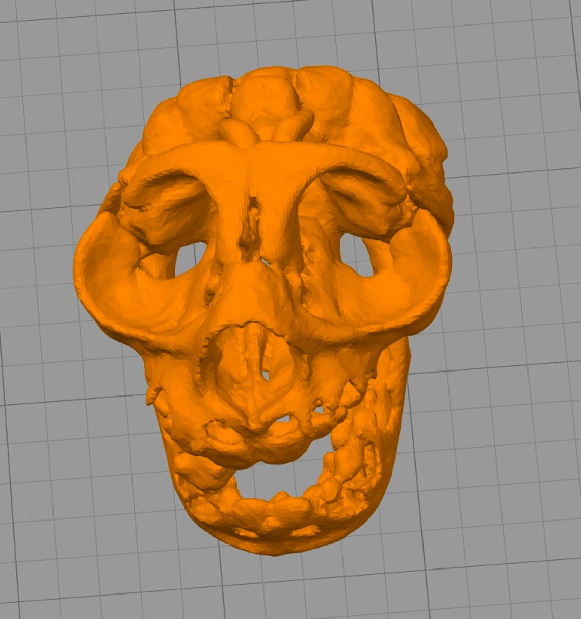 Anacephalic Rare High Resolution 3D Scan Human Fetus SKULL 36 - Etsy