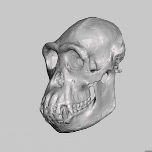 West African Chimpanzee (pan Troglodytes Verus) Skull High Resolution ...