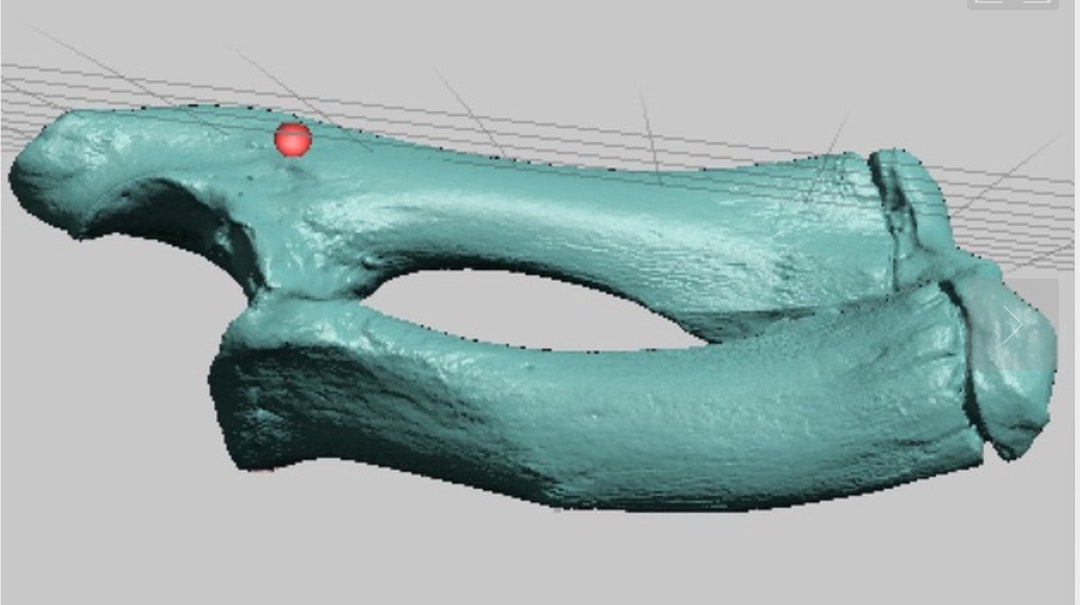 Manatee Radius and Ulna - High Resolution Scan STL - Etsy