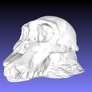 Australopithecus Sediba, Ancient Hominid Skull In-situ, Museum Quality ...