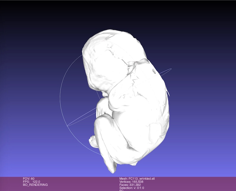 NEW!~ Rare High Resolution 3D Scan Human Fetus 14 Weeks Old 100 Yr Old ...